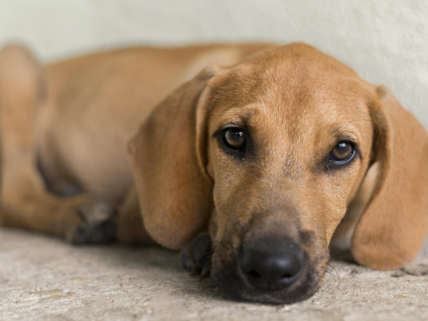 Haustiere aussetzen: So werden Besitzer:innen bestraft!
