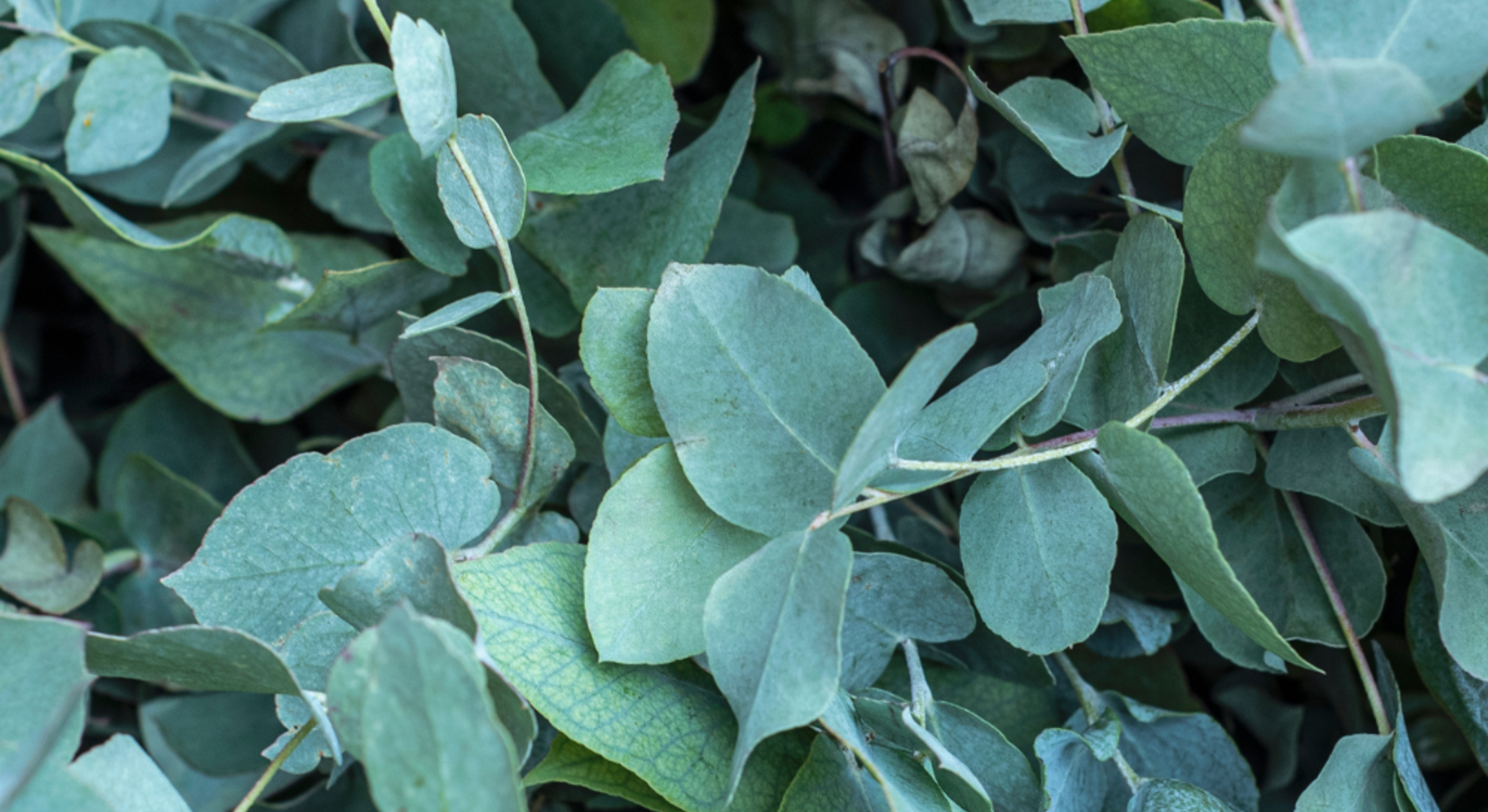 Basteln mit Eukalyptus: Diese DIYs sind schöner als jede gekaufte Deko