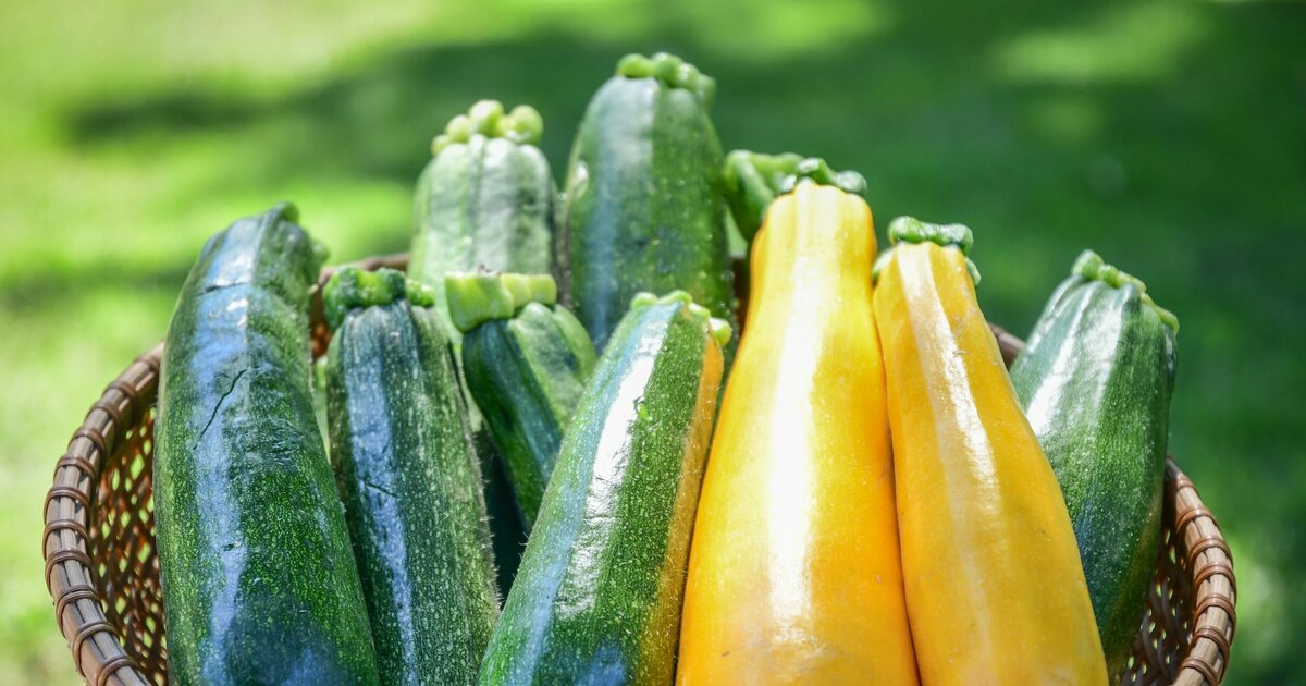 Zucchini roh essen: Ist das Gemüse direkt aus dem Garten essbar?