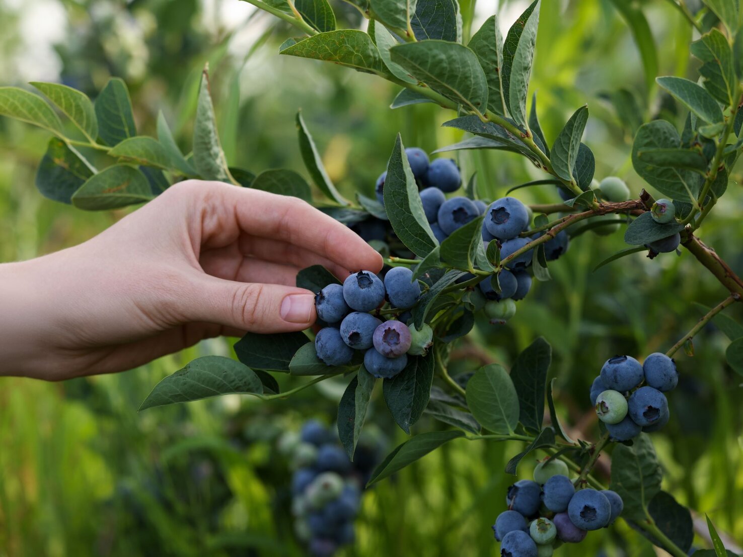 Heidelbeeren richtig düngen: So wird deine Ernte reichhaltig