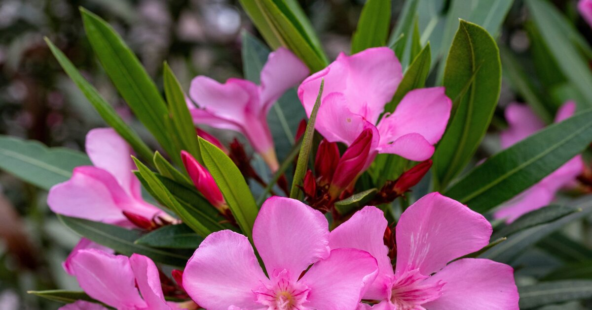 Oleander überwintern: Mit diesem genialen Jutesack-Set von Lidl