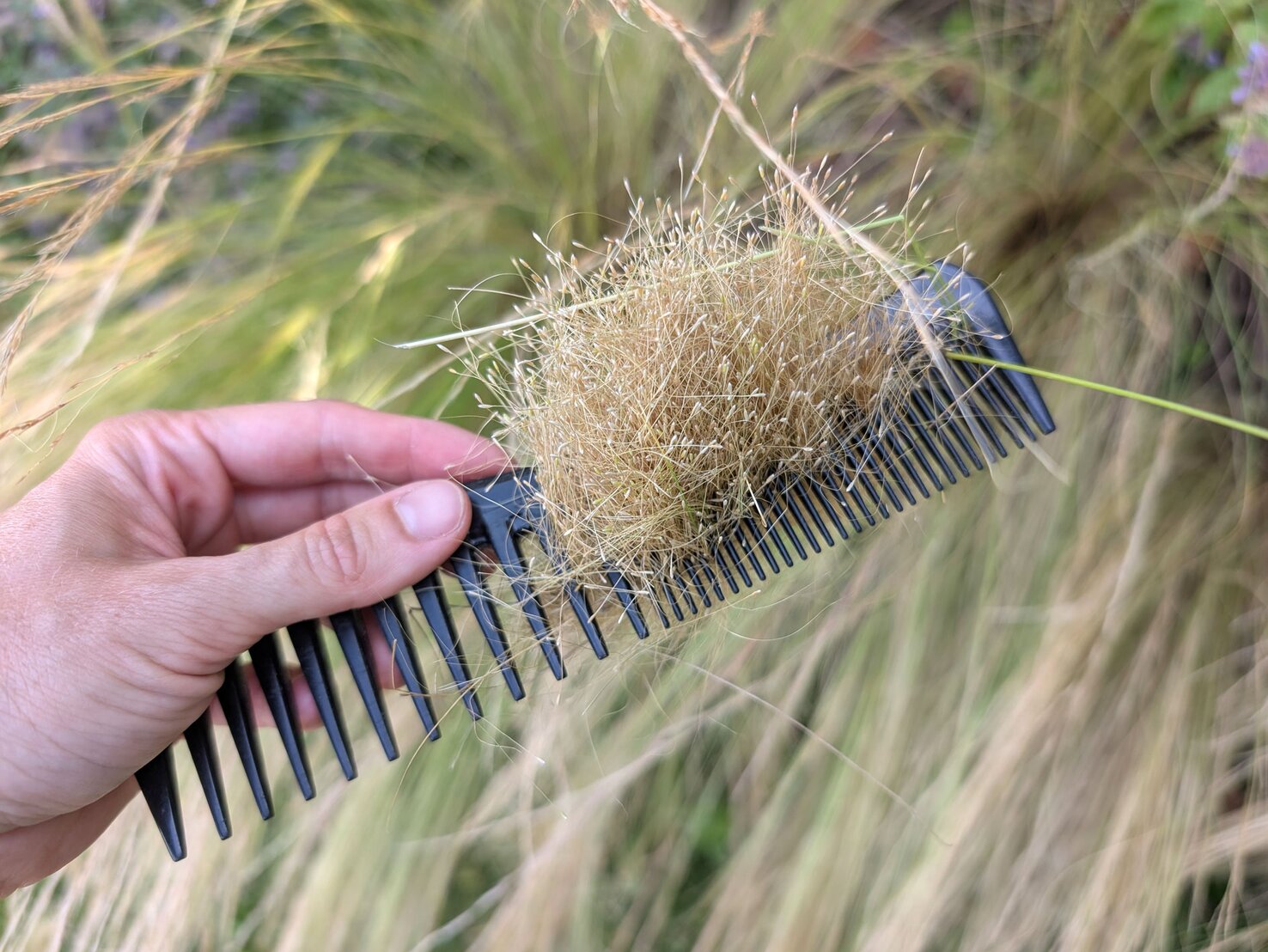 Federgras im Garten: Das ist das beste Ziergras