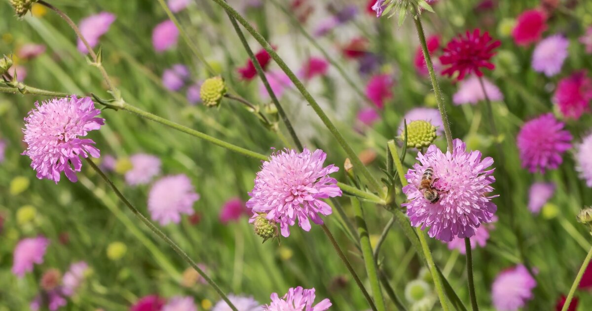 Labila bokep i have seen a few girls out of this SE Denver