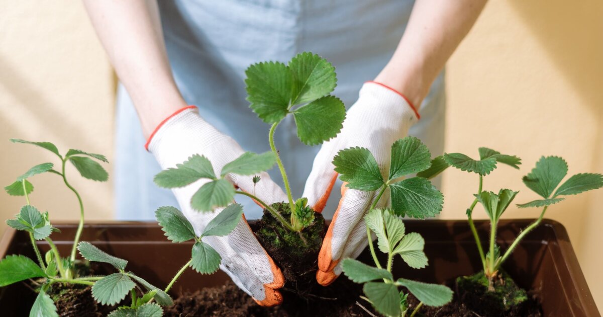 6 Beeren für den Balkon – sogar eine Staude ist dabei