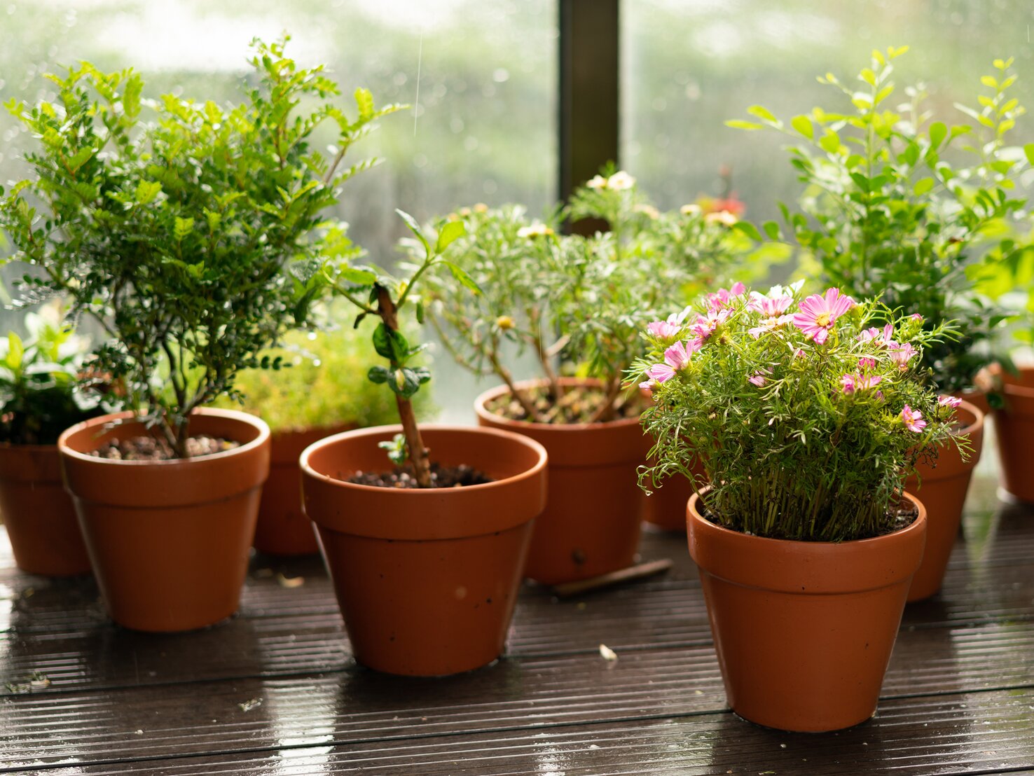 Nach Starkregen: So rettest du deine Balkonpflanzen