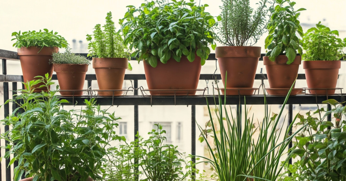 Diese Kräuter solltest du jetzt noch schneiden (und diese nicht!)