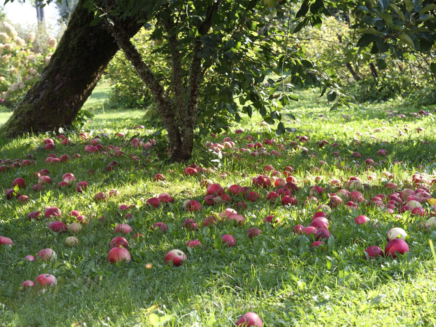 Fallobst im Garten? Nur in diesem Fall darfst du zugreifen