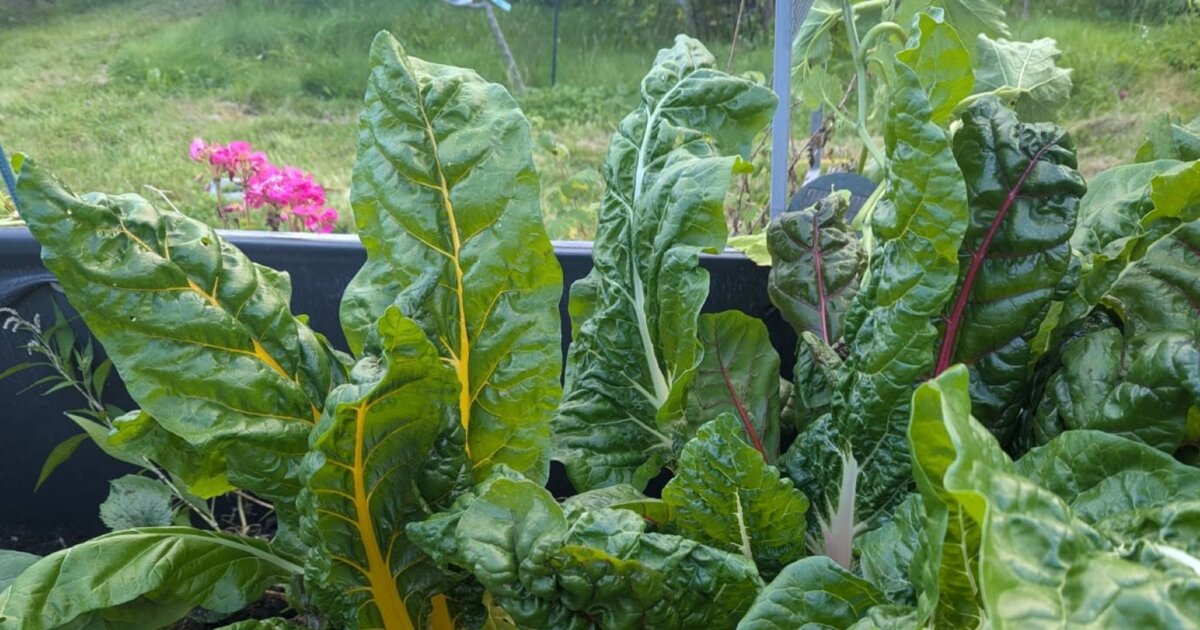 Mangold pflanzen: Tipps für reiche Ernte im Hochbeet