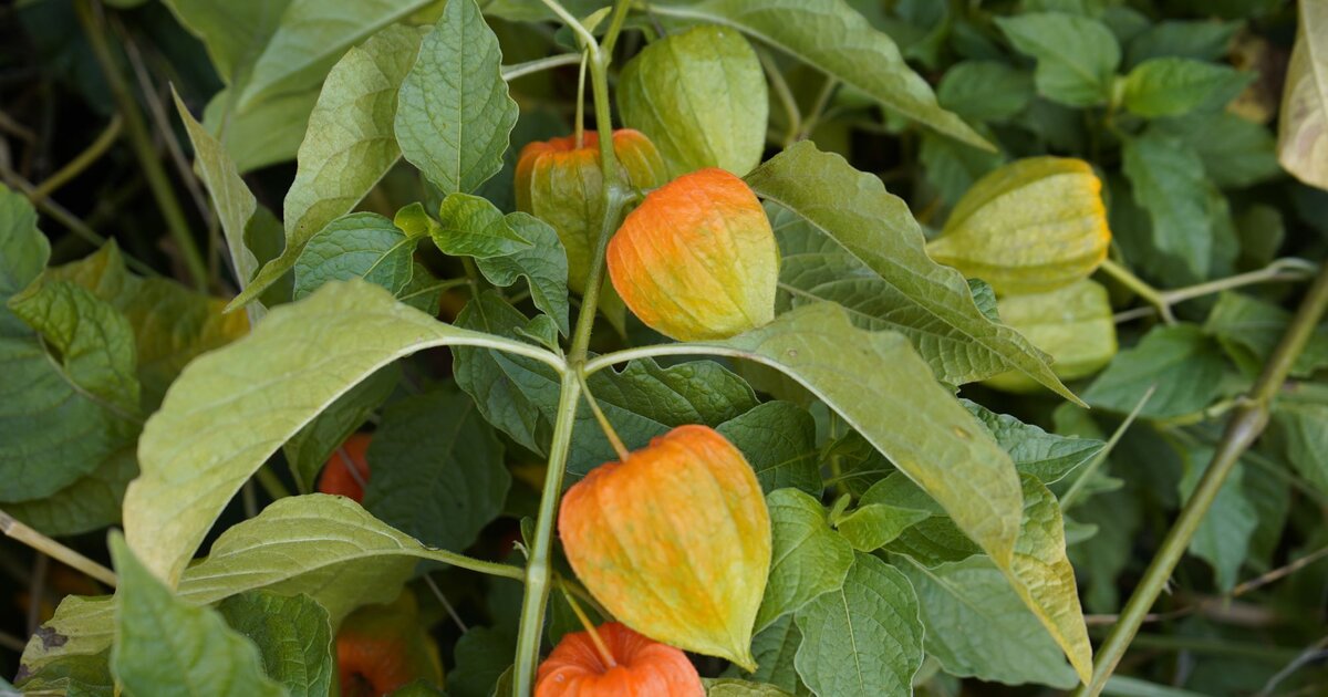 Physalis überwintern: Mit diesen Tricks übersteht sie den Winter