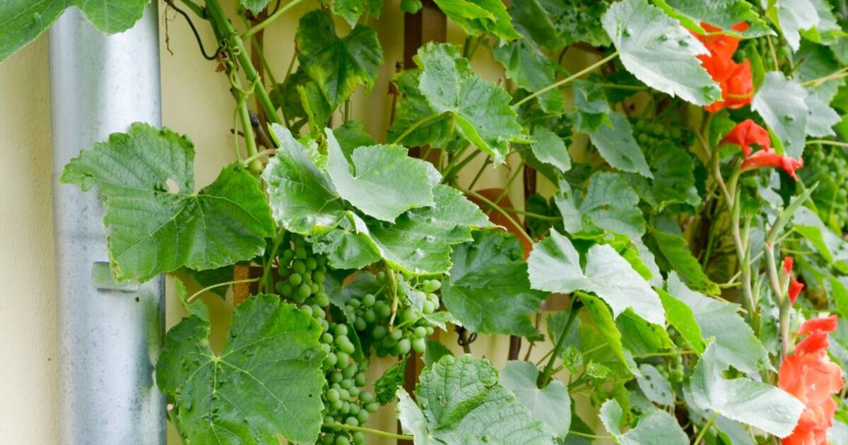 Regentonne: Darum solltest du im Winter Styropor in das Wasser legen