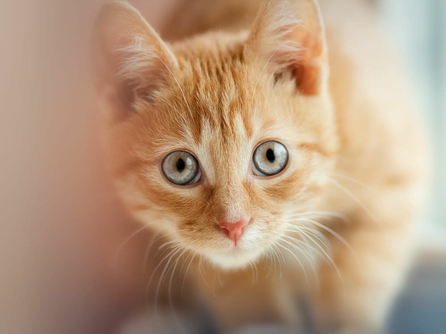 Rote Katzen: 9 geheimnisvolle Mythen über die Rotschöpfe