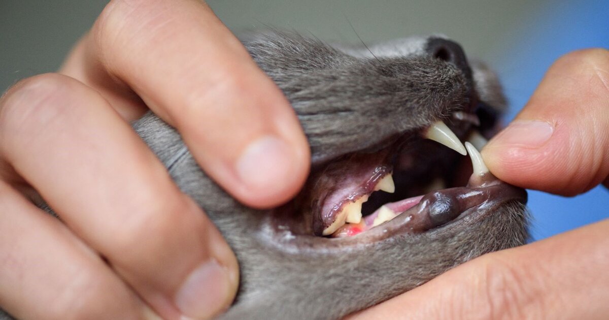 Katzenkrankheit FORL: Wenn selbst Zähneziehen nicht reicht