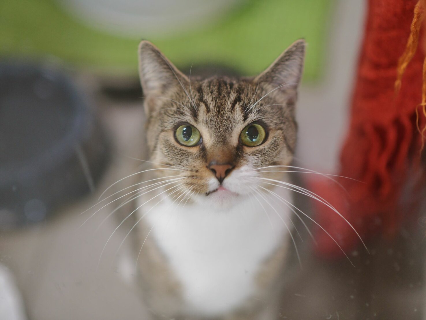 Aus dem Tierheim Berlin: Wer nimmt Katze Sunna auf?