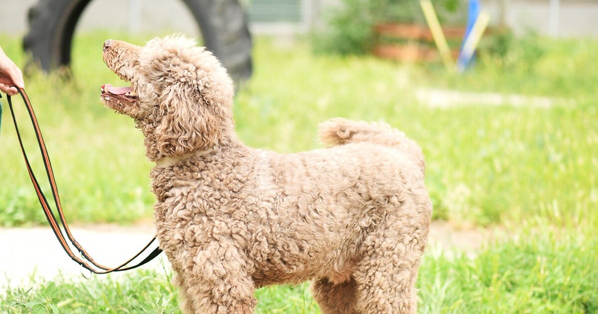 Wer gibt Hund Ludwig aus dem Tierheim ein Zuhause?