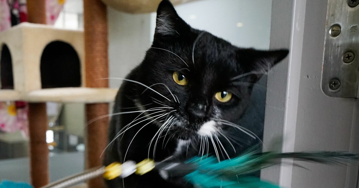 Wer gibt den Katern Snoozy & Luka aus dem Tierheim ein Zuhause?