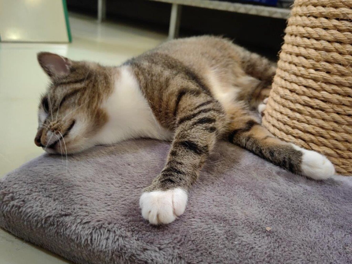 Kira wurde viel zu jung online verkauft: Nimmst du die Katze auf?