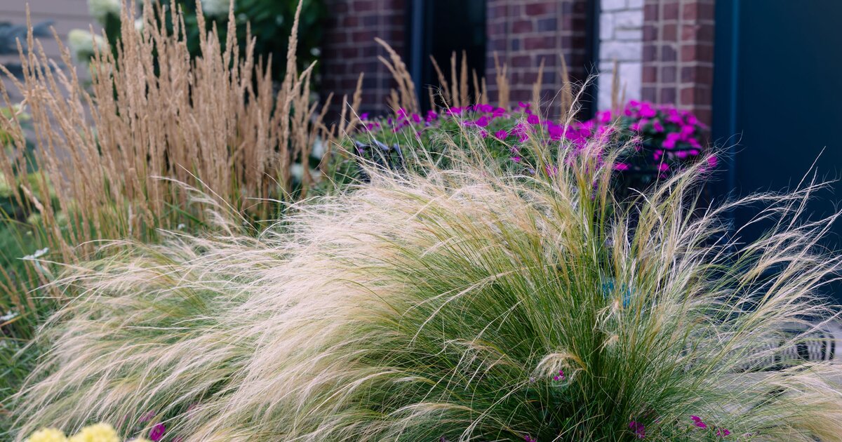 Federgras im Garten: Das ist das beste Ziergras